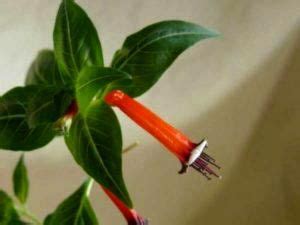 Куфея цветок уход в домашних условиях обрезка и размножение | Цветок ...