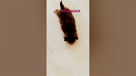#няшки #котики #котята - YouTube