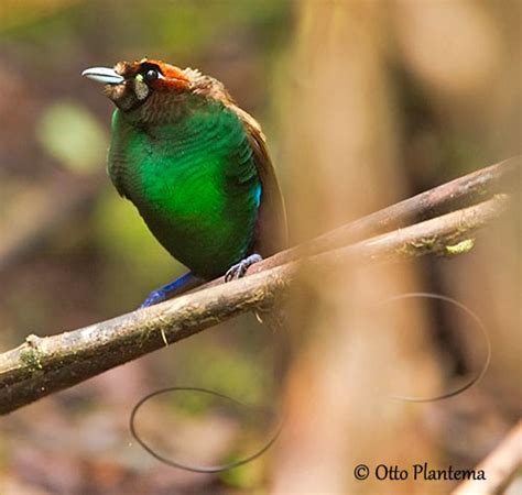 Magnificent Bird-of-paradise