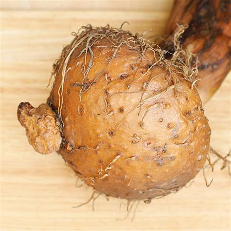 300+ Konjac Fleur Photos, taleaux et images libre de droits - iStock