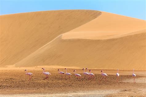 Unveiling the Majesty: Exploring Earth's Largest Desert Wonderland