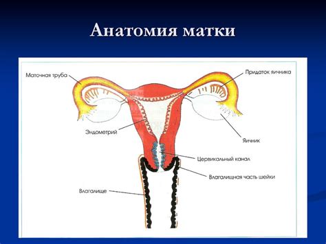 Цитологическая диагностика заболеваний матки - презентация онлайн