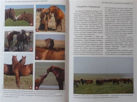 Книга: Жизнь лошадей в непридуманных историях и картинках - Спасская ...