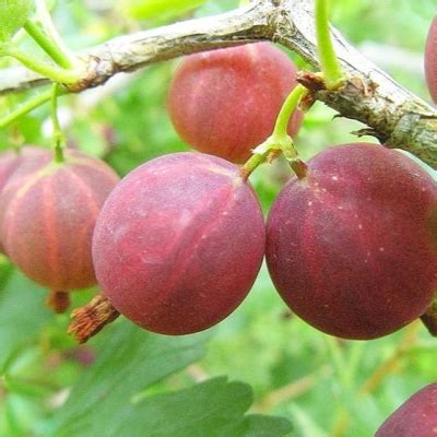 Крыжовник “РУССКИЙ КРАСНЫЙ” - Цена на саженцы в питомнике Зеленый Сад Крым