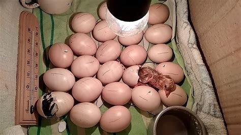 ВЫЛУПЛЕНИЕ ЦЫПЛЯТ из...коробки?ИНКУБАТОР ДОМАШНИЙ/Второй опыт ...