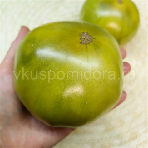 Купить семена томата сорт Гном Совершенный (Dwarf Parfait)