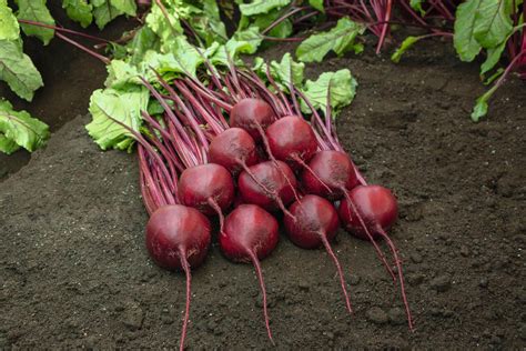 Bohan (Treated Seed) | Seedway