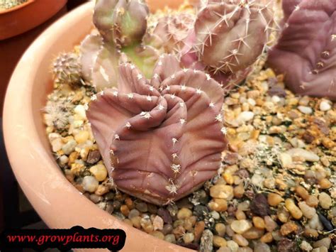 Echinocereus subinermis - How to grow & care