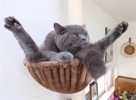 Коты войны | КОТы, КОТэ и КОТики