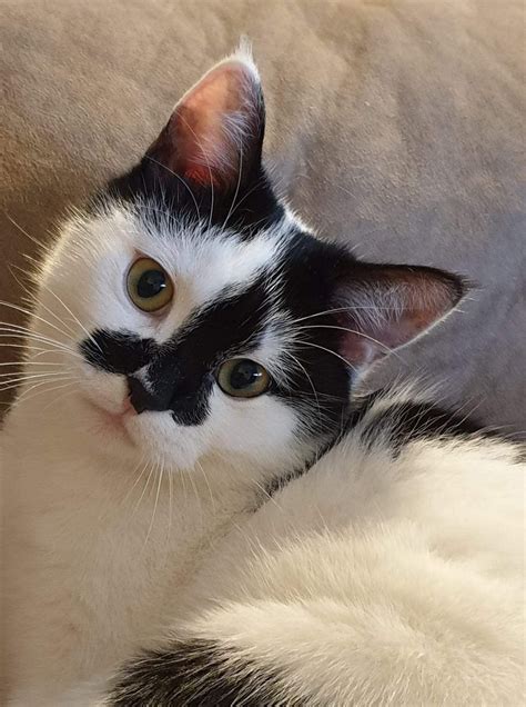 Pin on Кошки