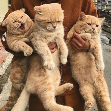 Pin by Кабипара on луйня по душе | Cute cats and dogs, Baby cats, Cute cats