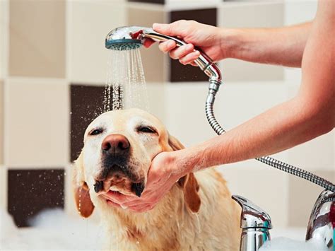 The Importance of Technology in Dog Grooming - Importance of Technology