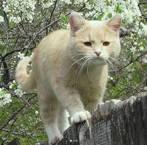 La Chatte Noire