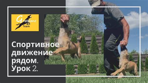 Спортивная дрессировка собак. Движение рядом. Урок 2. - YouTube