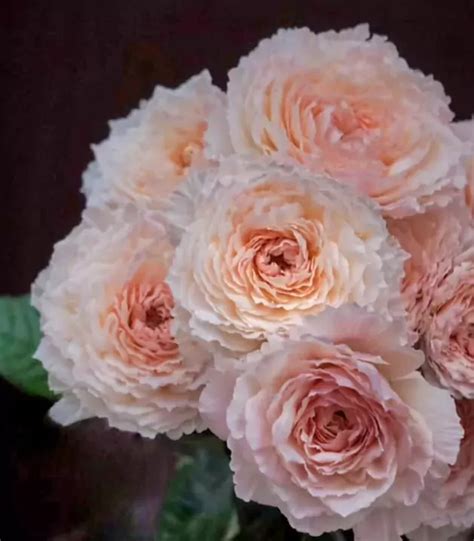 Tsumugi rose | All about Roses