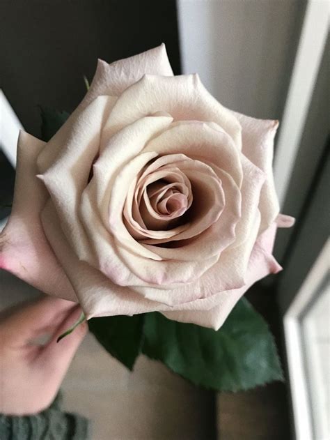 Menta rose | Bridal bouquet fall, Rose varieties, Brown flowers