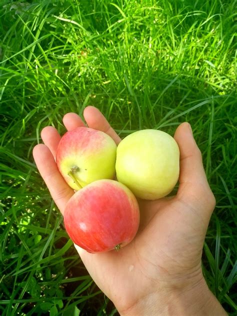 Продала, называется, яблочки | Пикабу