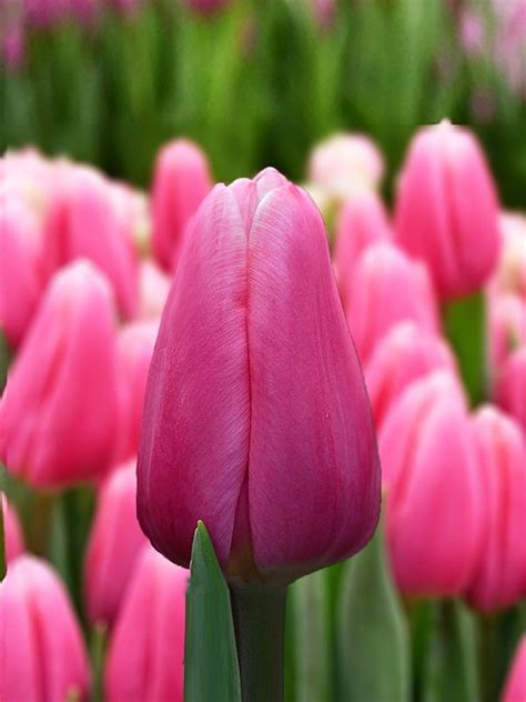 NEW! Milkshake - Texas Tulips