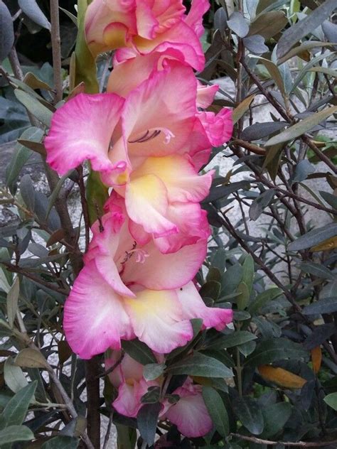 Colorful Blooming Flowers in the Garden