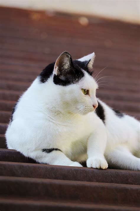 Silver Cat Photos, Download The BEST Free Silver Cat Stock Photos & HD ...