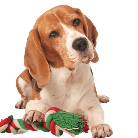 Best eco dog products - Feed For Thought