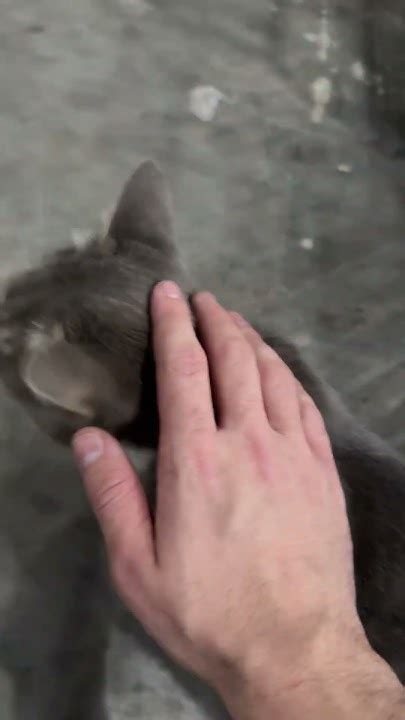 Работник озона 🩷💙 #cat - YouTube