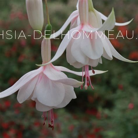 Acheter le fuchsia 'Annabel'
