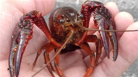 Американские раки. #рак #рак #crayfish #приколы #природа - YouTube
