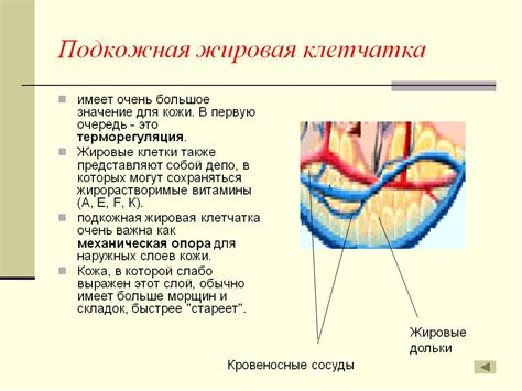Каково строение кожи человека? - Интернет-магазин Тяньши