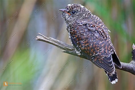 Kuckuck Bilder - Wildlife Media Bildagentur - Natur und Umwelt im Bild