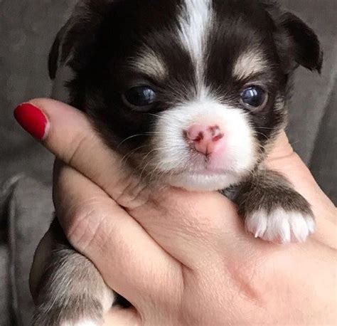 Pin by Катя Васильева on Диснеевские принцессы | Animals, Cute, Dogs