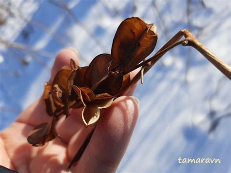 Всё о бегониях и не только...: Диоскорея ниппонская (Dioscorea ...