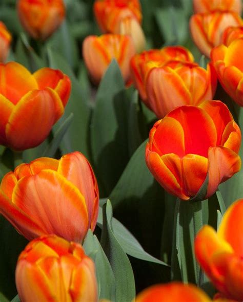 Tulip Triple A from Peter Nyssen flower bulbs and plants