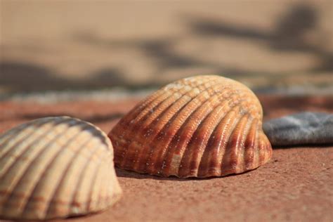 Spanien Muszla Lato - Kostenloses Foto auf Pixabay - Pixabay