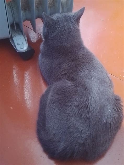 КОТэ) | Пикабу