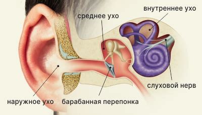 Шум в ушах и голове (тиннитус) - причины, как избавиться, диагностика