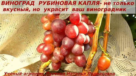 Виноград РУБИНОВАЯ КАПЛЯ не только вкусный, но и красивый и может ...