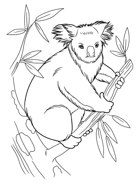 Urs koala - Planse de colorat si educative