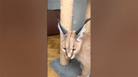 Caracal - YouTube