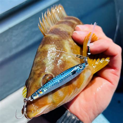 Seadra Aqua-Bullet Bait Fish Casting Jig - Veals Mail Order