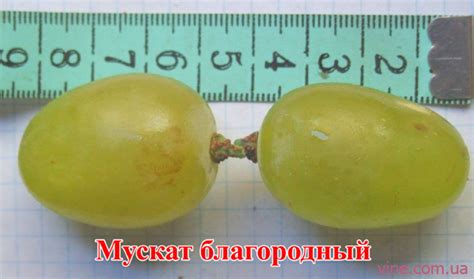Мускат благородный - сорт винограда