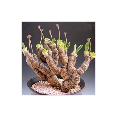 Monilaria moniliformis seeds