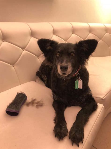 Introducing The Pet Teezer, The New Tangle Teezer For Dogs