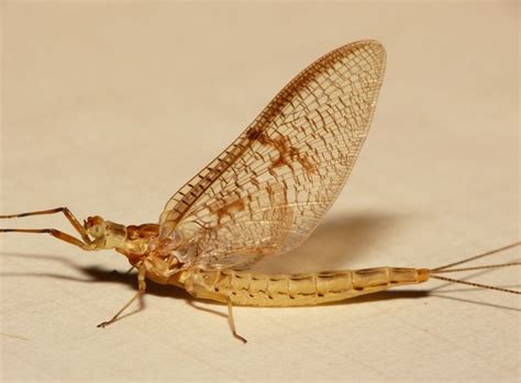 Ephemera (Ephemera) - Picture Insect
