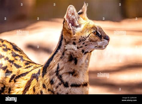 Serval at the zoo Stock Photo - Alamy
