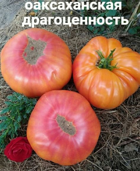 БИКОЛОРНАЯ ТЕМА Совсем недавно простым огородникам было в диковинку ...