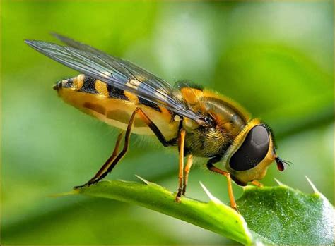 King's Christian School Biology: Subphlyum Hexoda: Class Insecta
