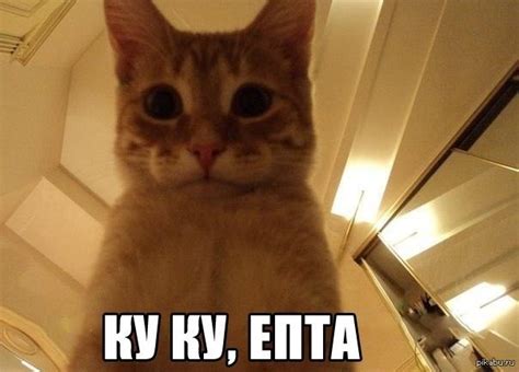 Утрокот =) | Пикабу