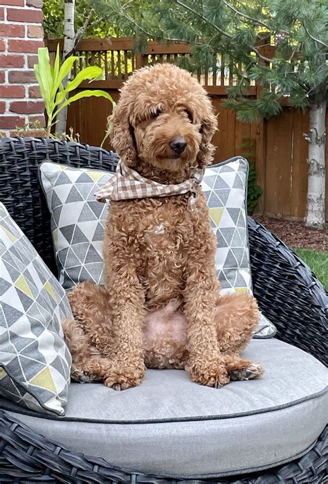 Why does he sit like this? : r/WhatsWrongWithYourDog