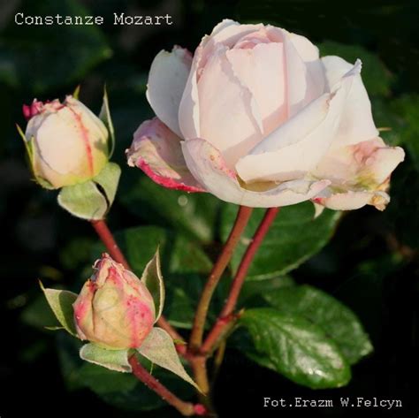 Constanze Mozart® | RosaĆwik